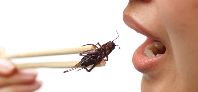 Manger des insectes est-il bon pour la santé ? | esanum